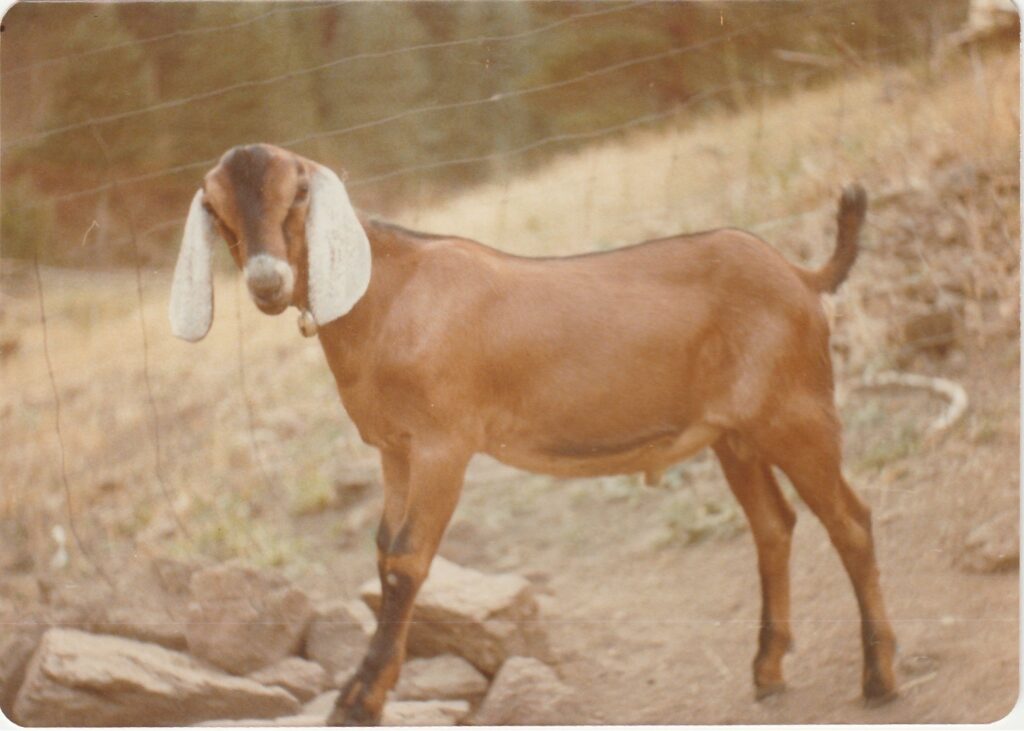 Sheng Tai Nubians - Imnaha NubiansImnaha Nubians